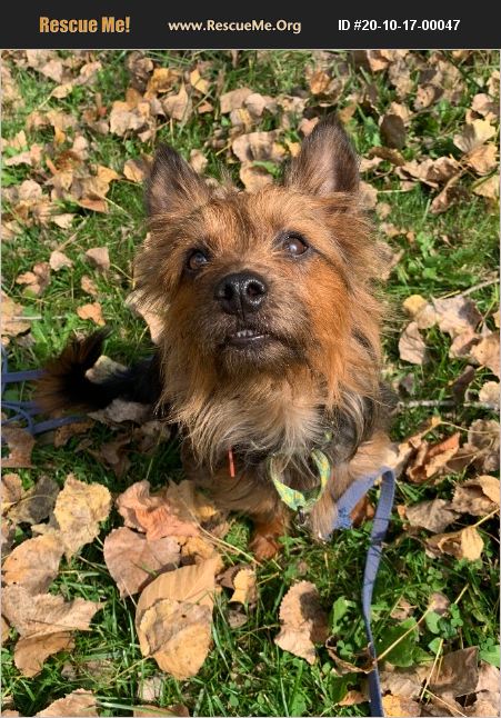 ADOPT 20101700047 ~ Silky Terrier Rescue ~ Gladwin, MI