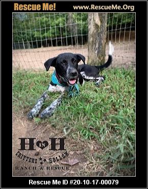 - Tennessee Dog Rescue - ADOPTIONS - Rescue Me!