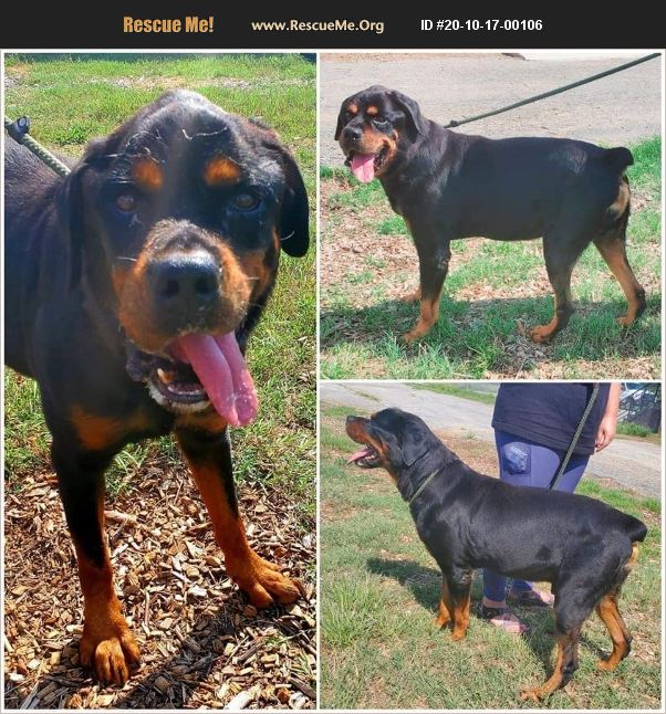 ADOPT 20101700106 ~ Rottweiler Rescue ~ Uwchland, PA
