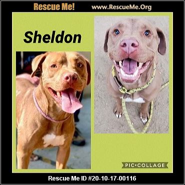 - California Lab Rescue - ADOPTIONS - Rescue Me!