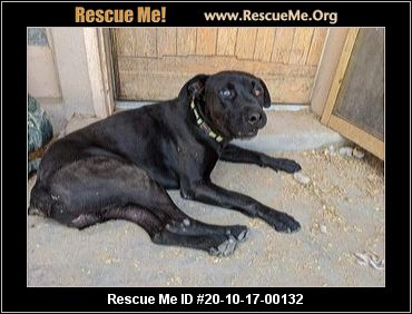 - New Mexico Dog Rescue - ADOPTIONS - Rescue Me!