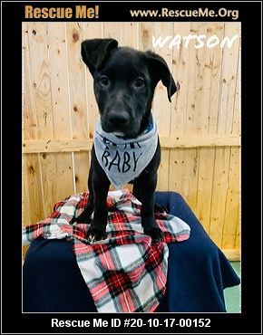 - Illinois German Shepherd Rescue - ADOPTIONS - Rescue Me!