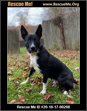 - New Jersey Dog Rescue - ADOPTIONS - Rescue Me!