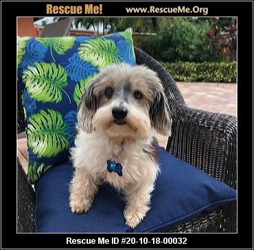 - Florida Yorkie Rescue - ADOPTIONS - Rescue Me!