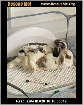- North Carolina Rabbit Rescue - ADOPTIONS - Rescue Me!