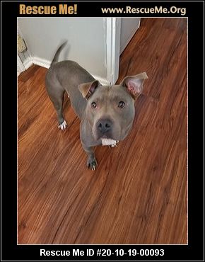 - North Carolina Pit Bull Rescue - ADOPTIONS - Rescue Me!