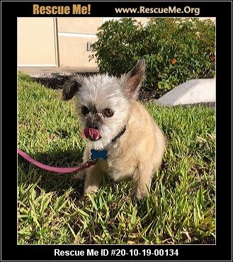 - Florida Yorkie Rescue - ADOPTIONS - Rescue Me!