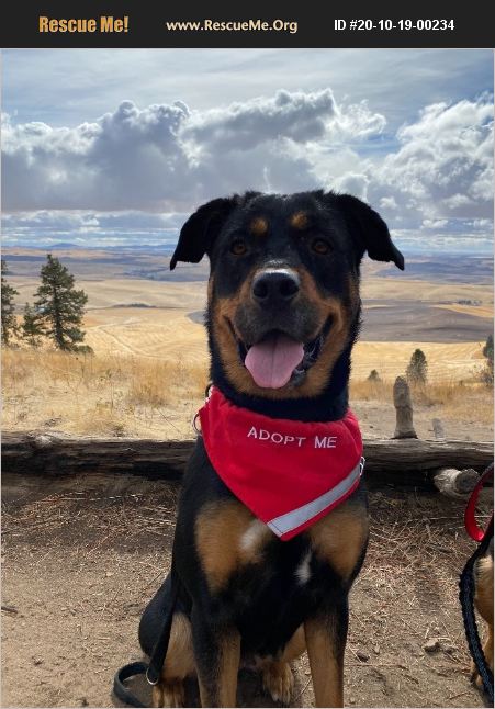 ADOPT 20101900234 ~ Rottweiler Rescue ~ Redmond, WA