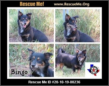 - Texas Corgi Rescue - ADOPTIONS - Rescue Me!