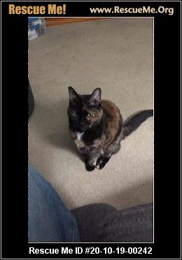 - Michigan Cat Rescue - ADOPTIONS - Rescue Me!