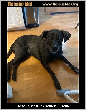 - Tennessee Dog Rescue - ADOPTIONS - Rescue Me!