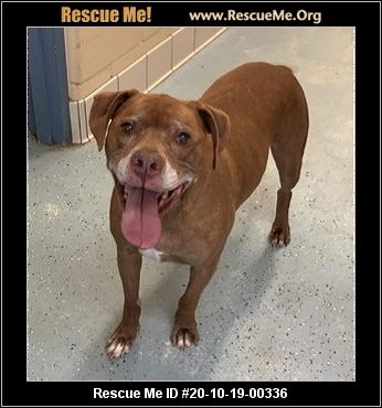 - Virginia Dog Rescue - ADOPTIONS - Rescue Me!