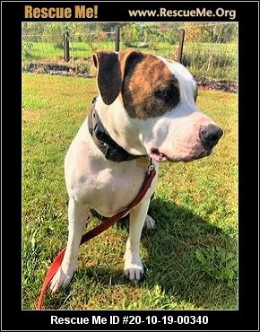 - Michigan Dog Rescue - ADOPTIONS - Rescue Me!