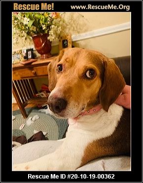 - Virginia Dog Rescue - ADOPTIONS - Rescue Me!