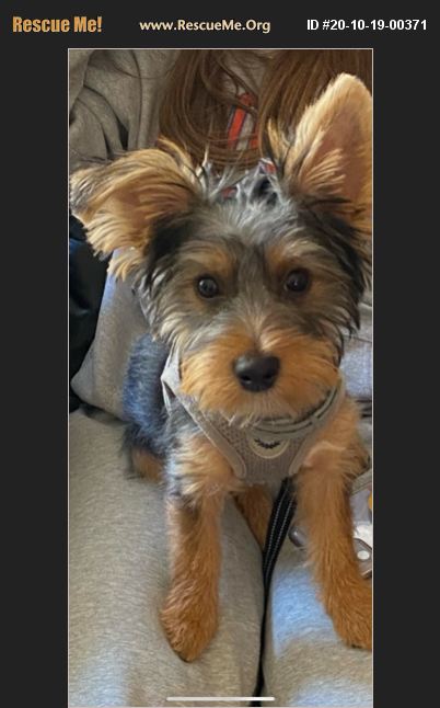 ADOPT 20101900371 ~ Yorkie Rescue ~ Tysons, VA