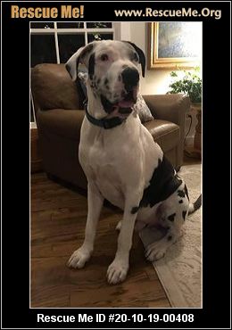 - Texas Great Dane Rescue - ADOPTIONS - Rescue Me!