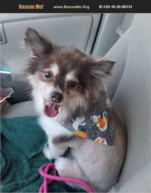 ADOPT 20102000334 ~ Pomeranian Rescue ~ Marana, AZ