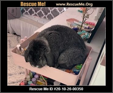 - Ohio Rabbit Rescue - ADOPTIONS - Rescue Me!