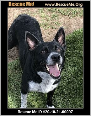 - Florida Border Collie Rescue - ADOPTIONS - Rescue Me!