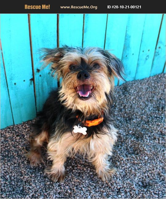 ADOPT 20102100121 ~ Yorkie Rescue ~ Phoenix, AZ