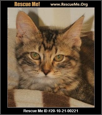 - Missouri Cat Rescue - ADOPTIONS - Rescue Me!
