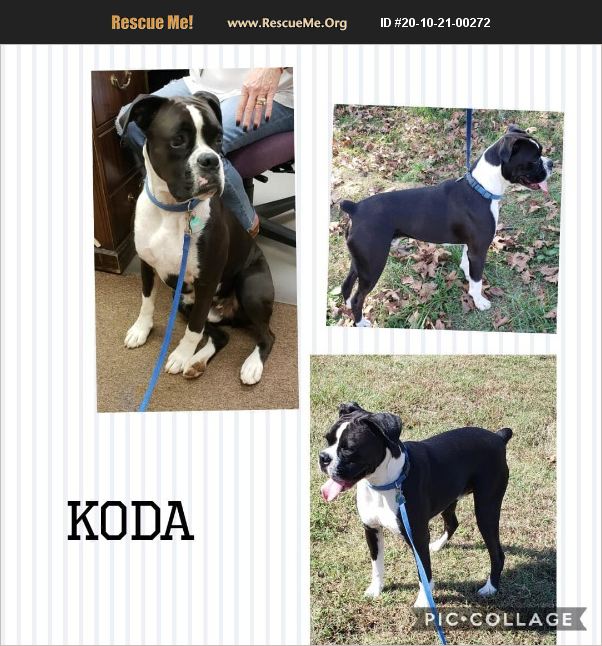 ADOPT 20102100272 ~ Boxer Rescue ~ Enfield, CT