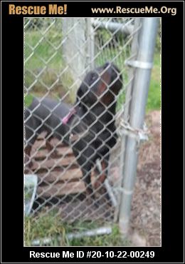 - Oregon Dog Rescue - ADOPTIONS - Rescue Me!
