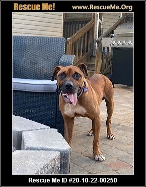 - North Carolina Pit Bull Rescue - ADOPTIONS - Rescue Me!