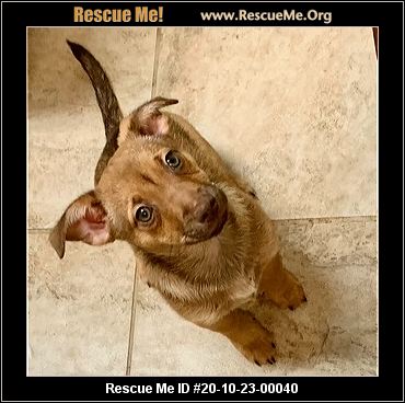 - North Carolina Mutt Rescue - ADOPTIONS - Rescue Me!
