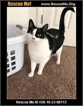 - Arizona Cat Rescue - ADOPTIONS - Rescue Me!