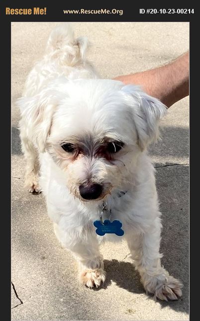 ADOPT 20102300214 ~ Maltese Rescue ~ Cary, NC