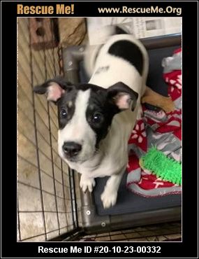 - Oklahoma Beagle Rescue - ADOPTIONS - Rescue Me!