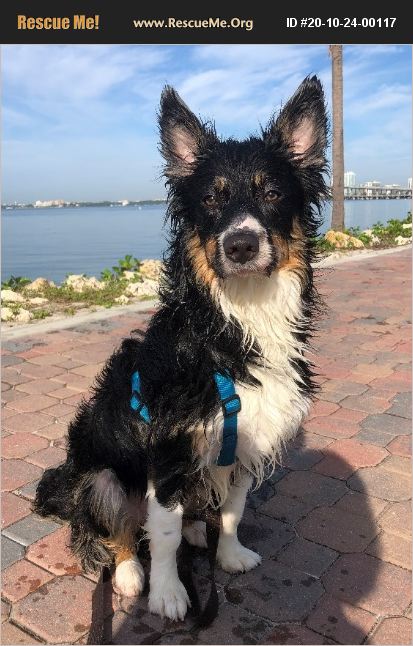 ADOPT 20102400117 ~ Border Collie Rescue ~ , FL