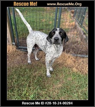 - FLORIDA POINTER RESCUE - New Smyrna Beach, FL - AVAILABLE PETS