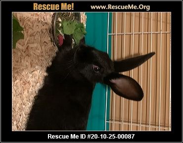 - Virginia Rabbit Rescue - ADOPTIONS - Rescue Me!
