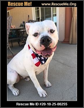 - California American Bulldog Rescue - ADOPTIONS - Rescue Me!