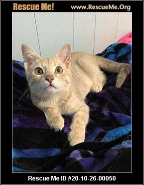 - Virginia Cat Rescue - ADOPTIONS - Rescue Me!
