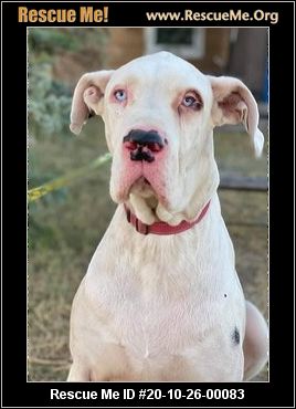 - Texas Great Dane Rescue - ADOPTIONS - Rescue Me!