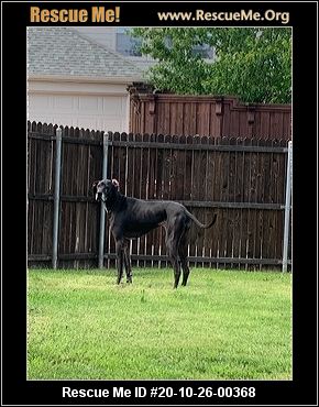 - Texas Great Dane Rescue - ADOPTIONS - Rescue Me!