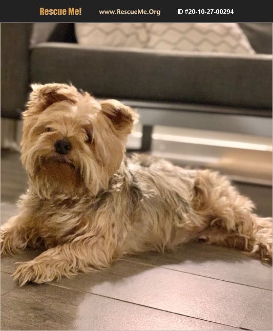 ADOPT 20102700294 ~ Yorkie Rescue ~ Phoenix, AZ