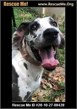 - Texas Great Dane Rescue - ADOPTIONS - Rescue Me!