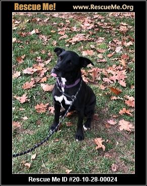 - Pennsylvania Dog Rescue - ADOPTIONS - Rescue Me!