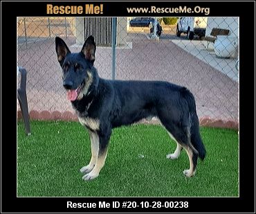 - Arizona German Shepherd Rescue - ADOPTIONS - Rescue Me!