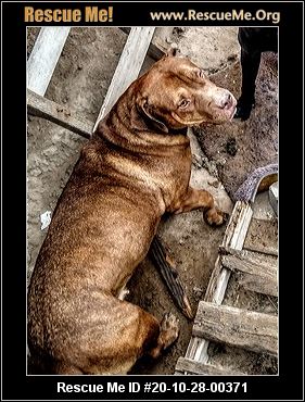 - New Mexico Dog Rescue - ADOPTIONS - Rescue Me!