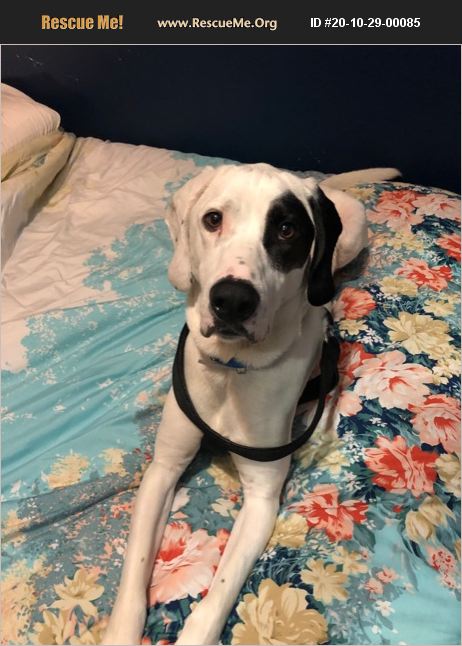 ADOPT 20102900085 ~ Great Dane Rescue ~ New York