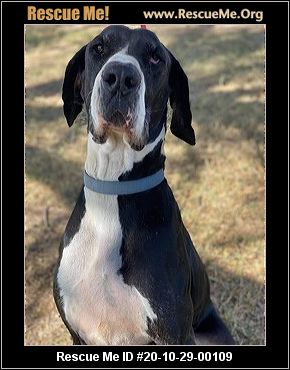 - Texas Great Dane Rescue - ADOPTIONS - Rescue Me!