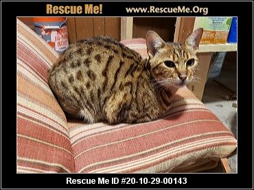 - Missouri Cat Rescue - ADOPTIONS - Rescue Me!