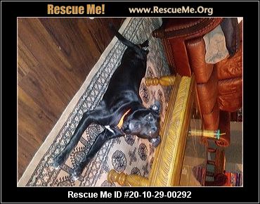- Texas Mutt Rescue - ADOPTIONS - Rescue Me!