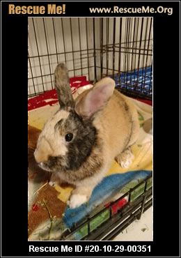 - California Rabbit Rescue - ADOPTIONS - Rescue Me!