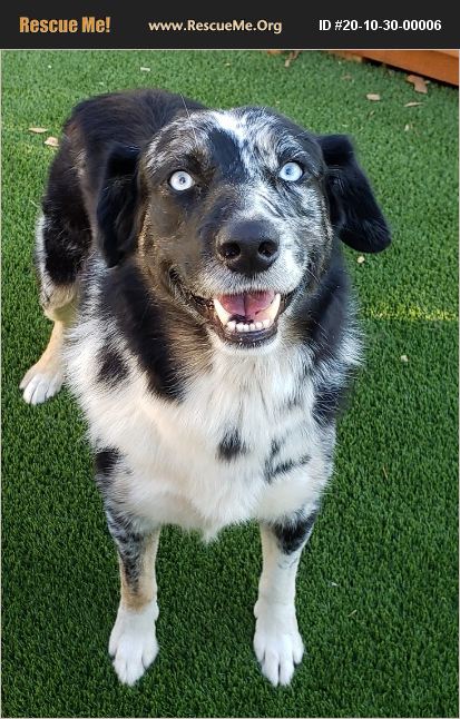 ADOPT 20103000006 ~ Australian Shepherd Rescue ~ Portland, OR